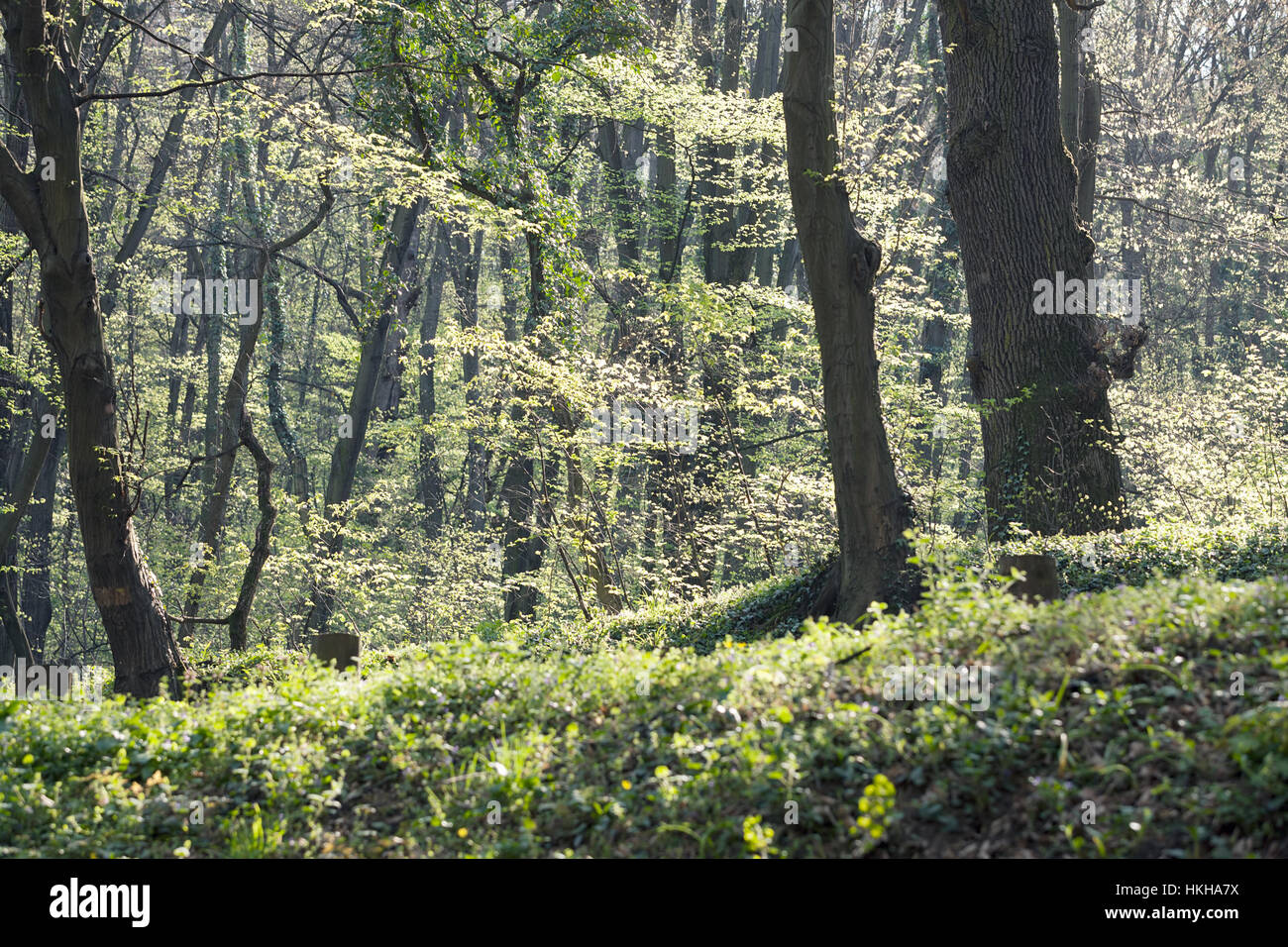 trees in the forest in the spring, note shallow depth of field Stock ...