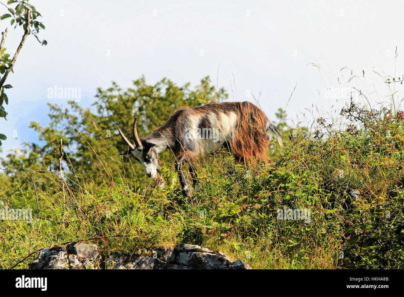 Goat in Cheddar Gorge, Somerset, England Stock Photo - Alamy