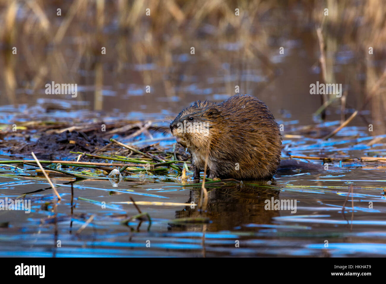 Muskrat eating hi-res stock photography and images - Alamy