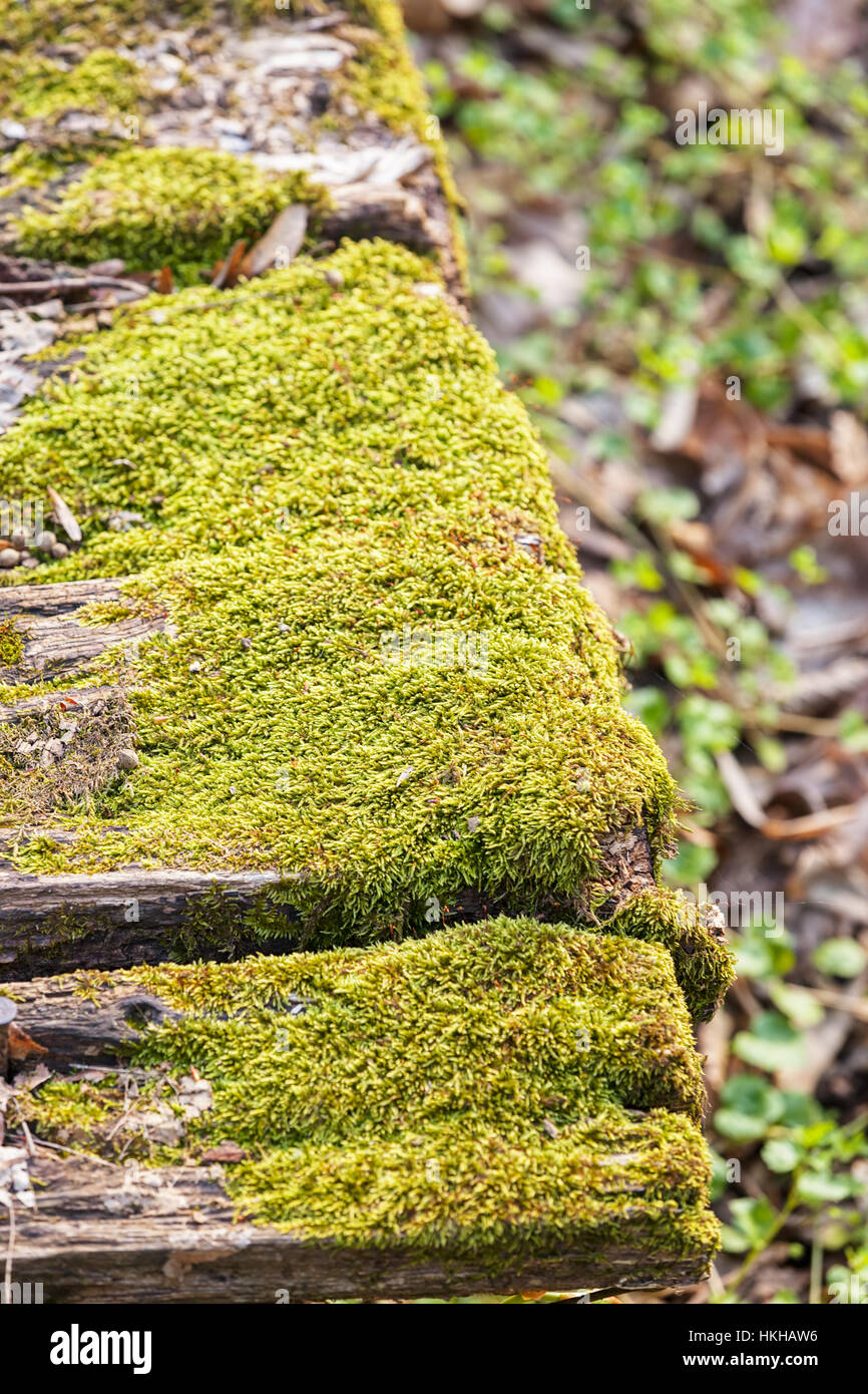wooden planks covered with moss in forest, note shallow depth of field ...