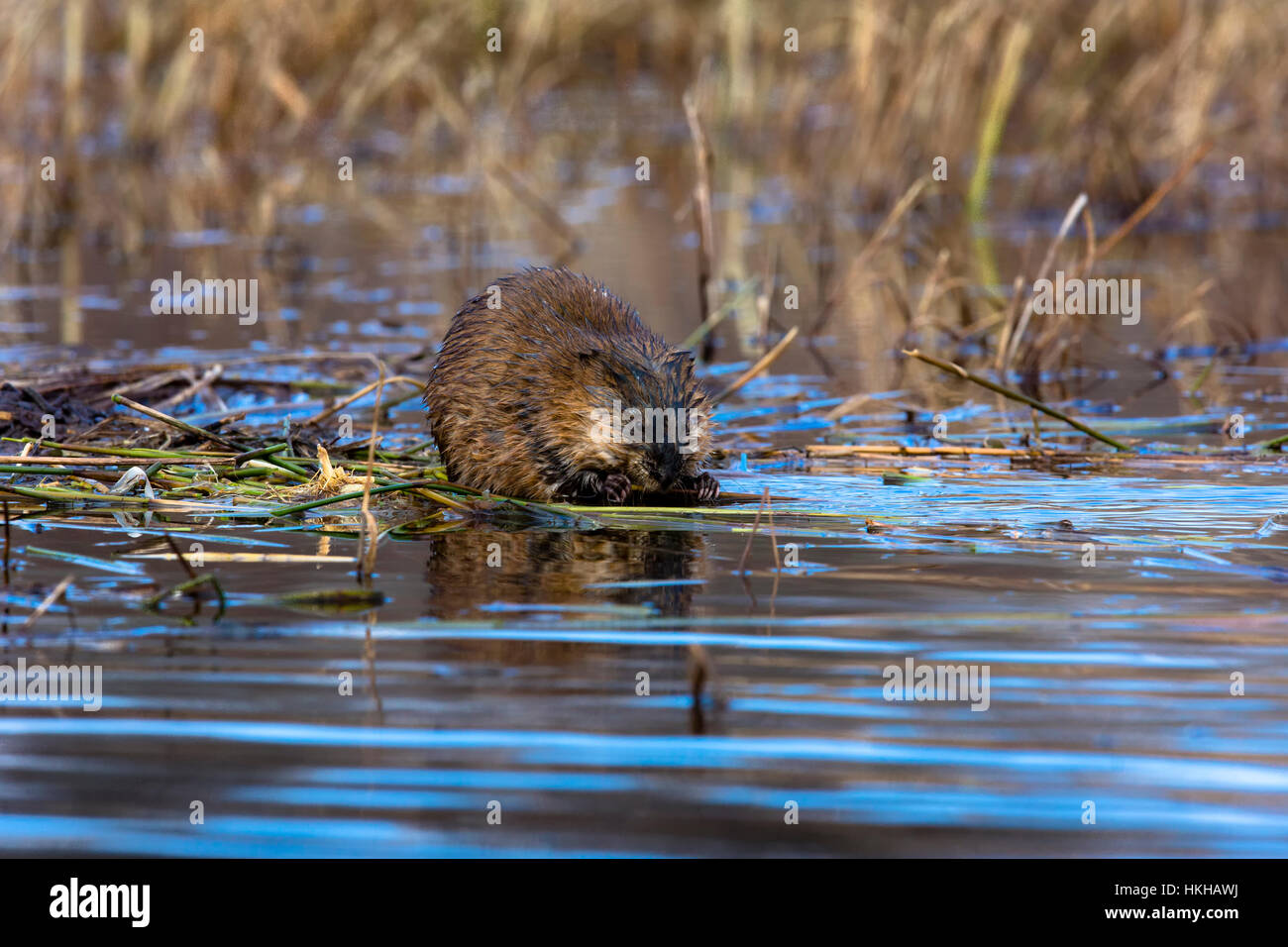 Eating muskrat hi-res stock photography and images - Alamy