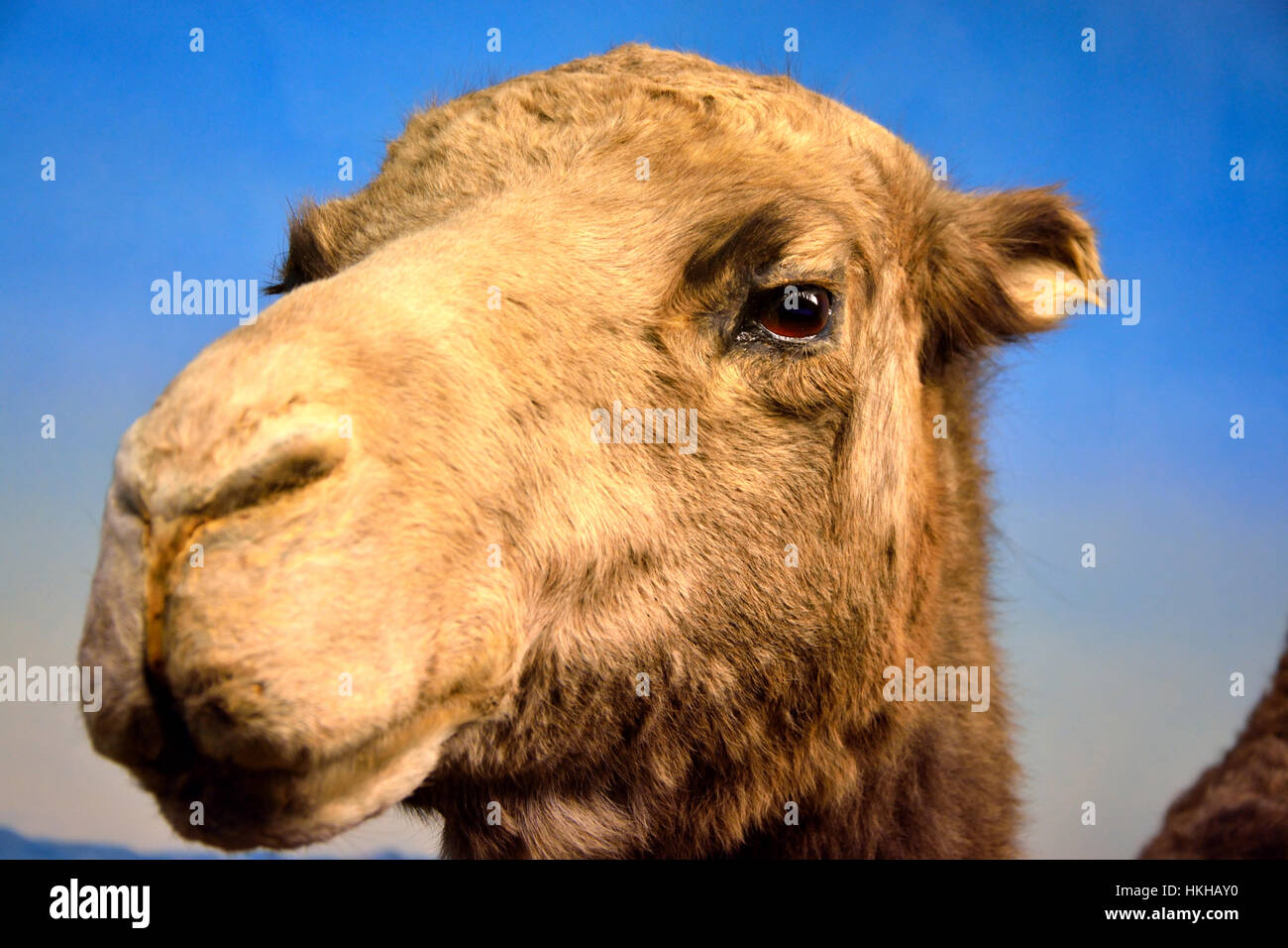 Camel portrait looking at camera Stock Photo - Alamy
