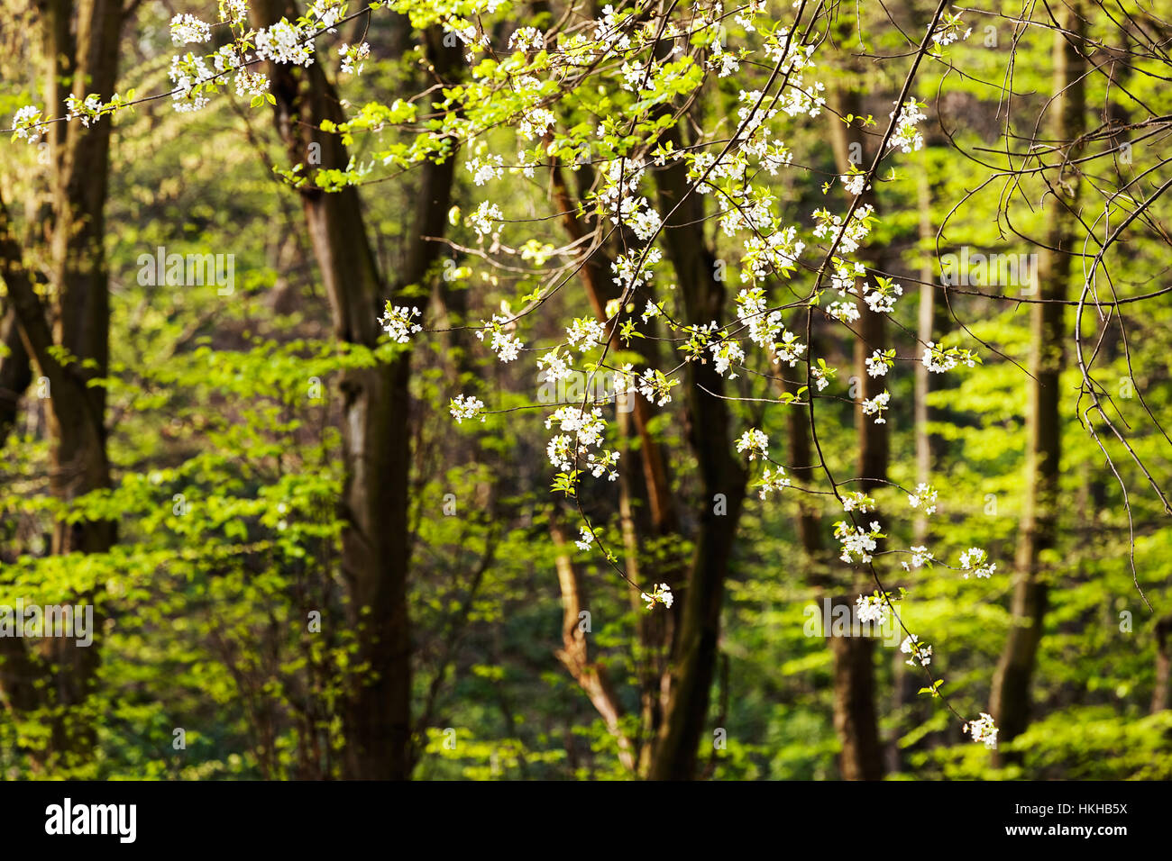 trees in the forest in the spring, note shallow depth of field Stock ...