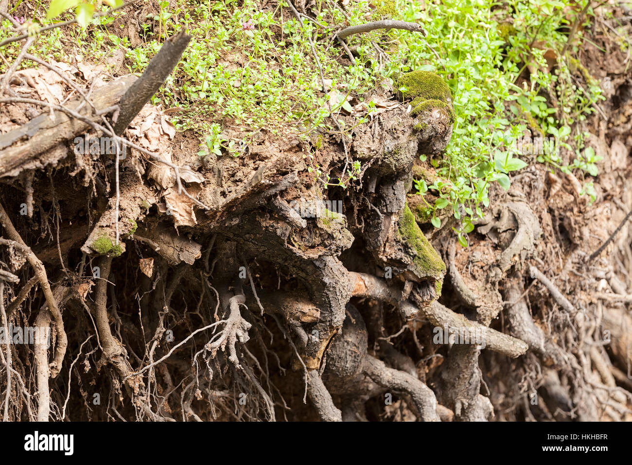 Trees With Shallow Roots