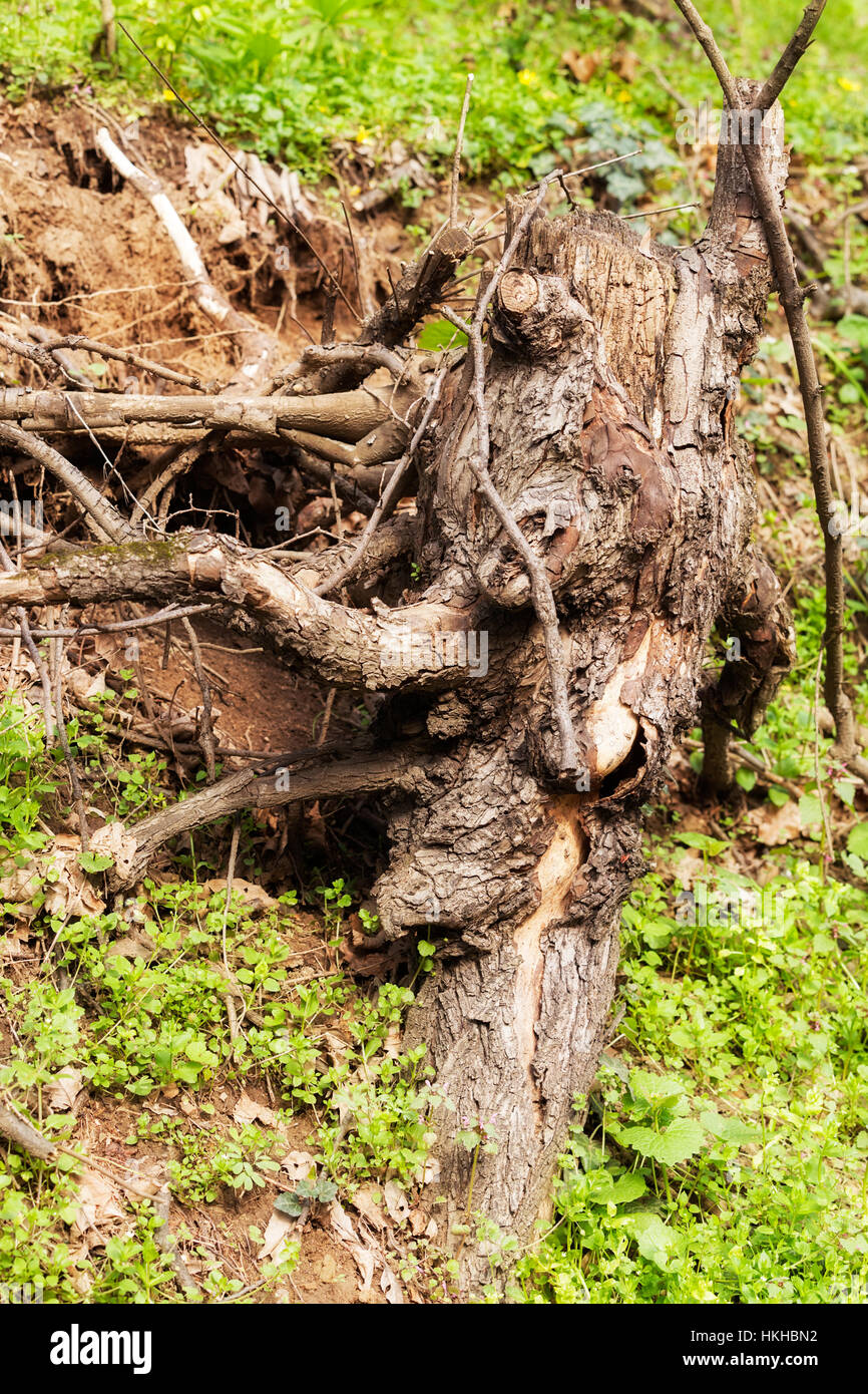 Shallow Root System Stock Photos & Shallow Root System Stock Images - Alamy