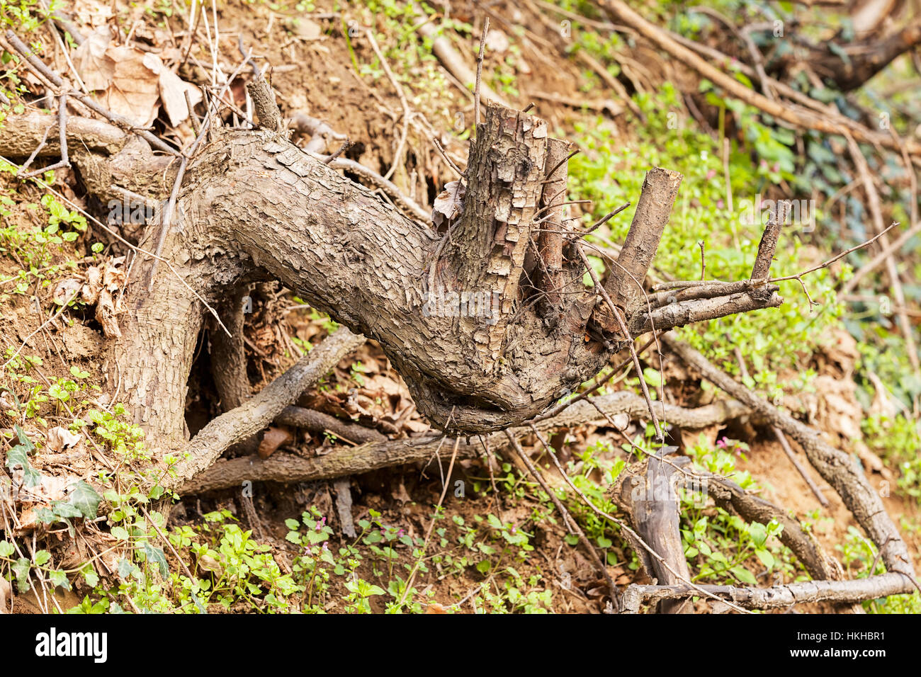 Shallow Root System Stock Photos & Shallow Root System Stock Images - Alamy