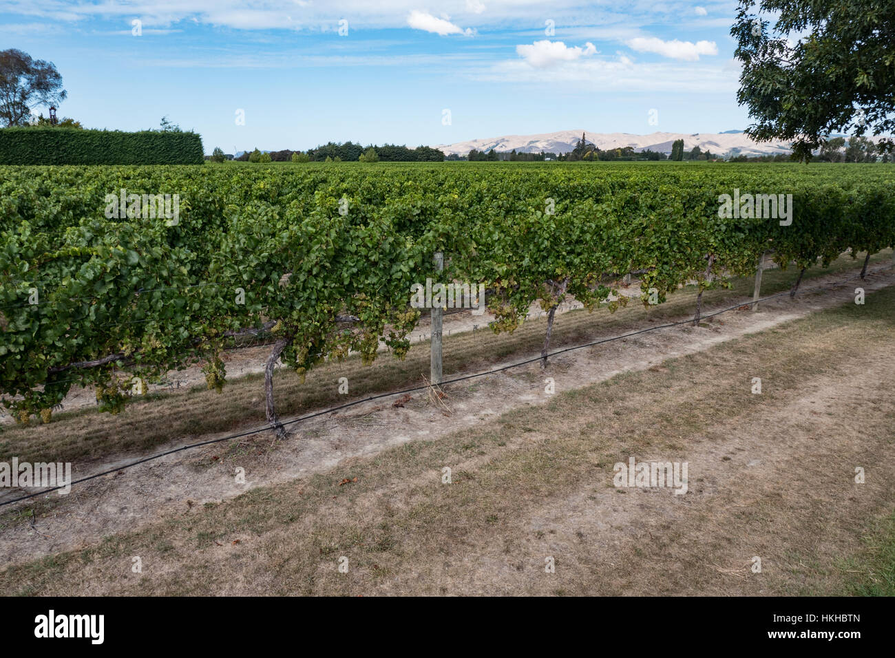 Bancroft Estate Vineyard, Marlborough, South Island, New Zealand Stock ...