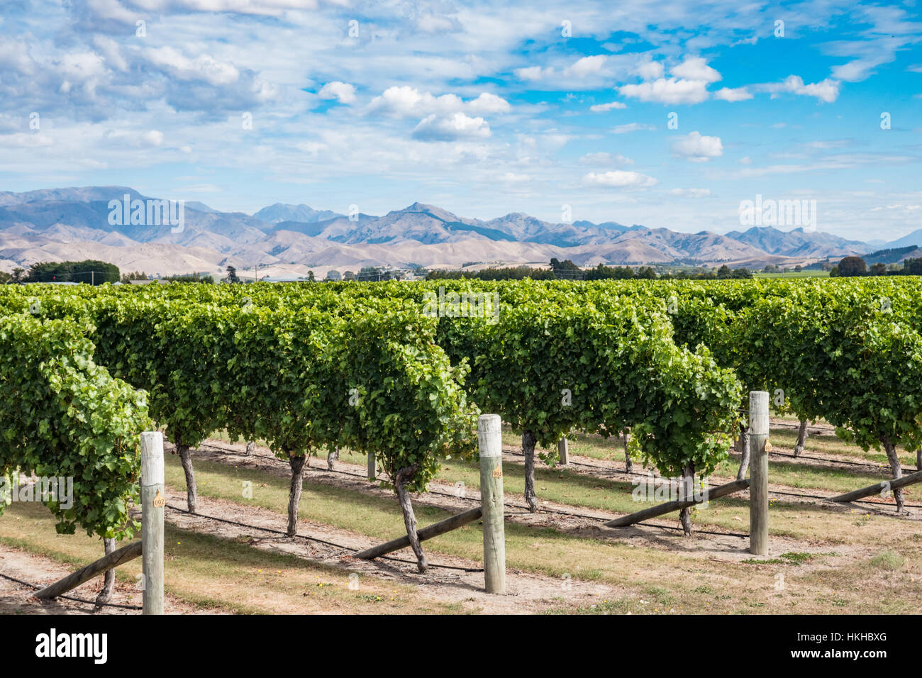 Bancroft Estate Vineyard, Marlborough, South Island, New Zealand Stock ...
