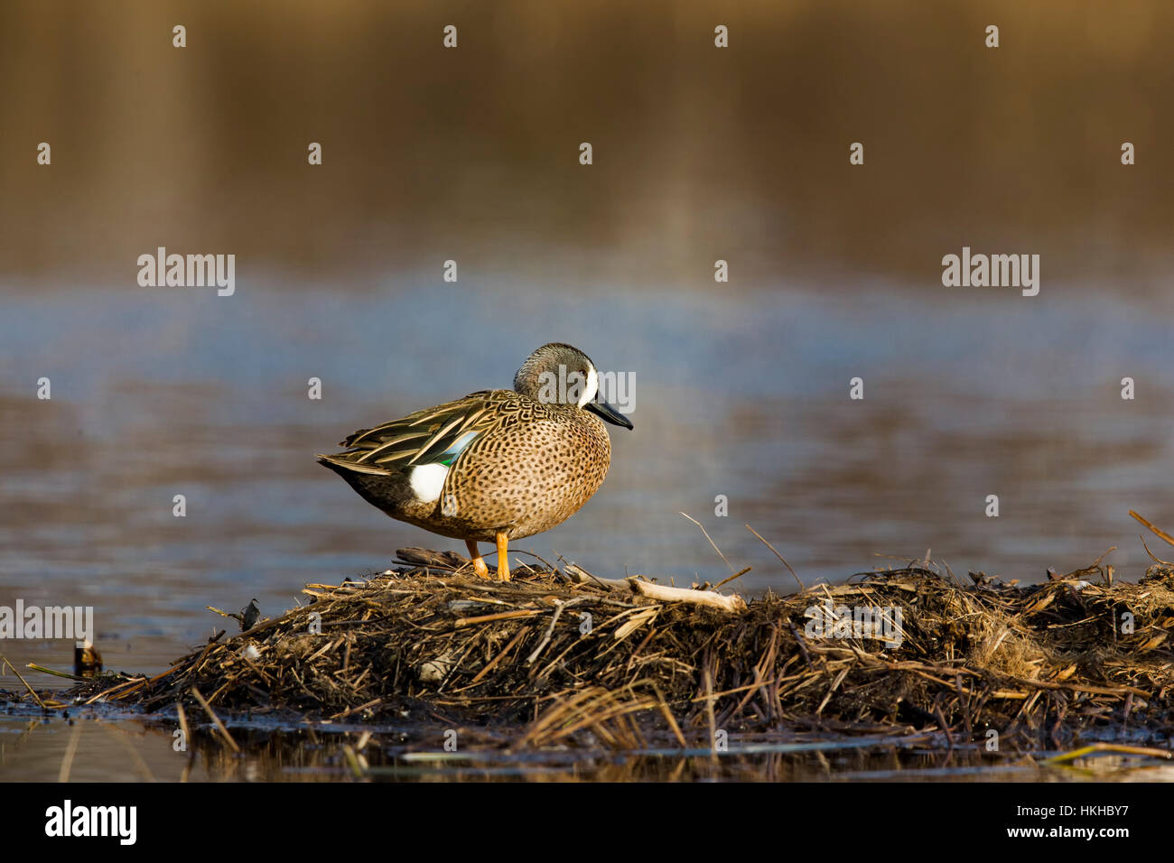 Drake blue-winged teal Stock Photo - Alamy