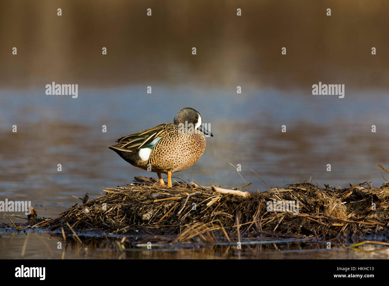 Drake blue-winged teal Stock Photo - Alamy