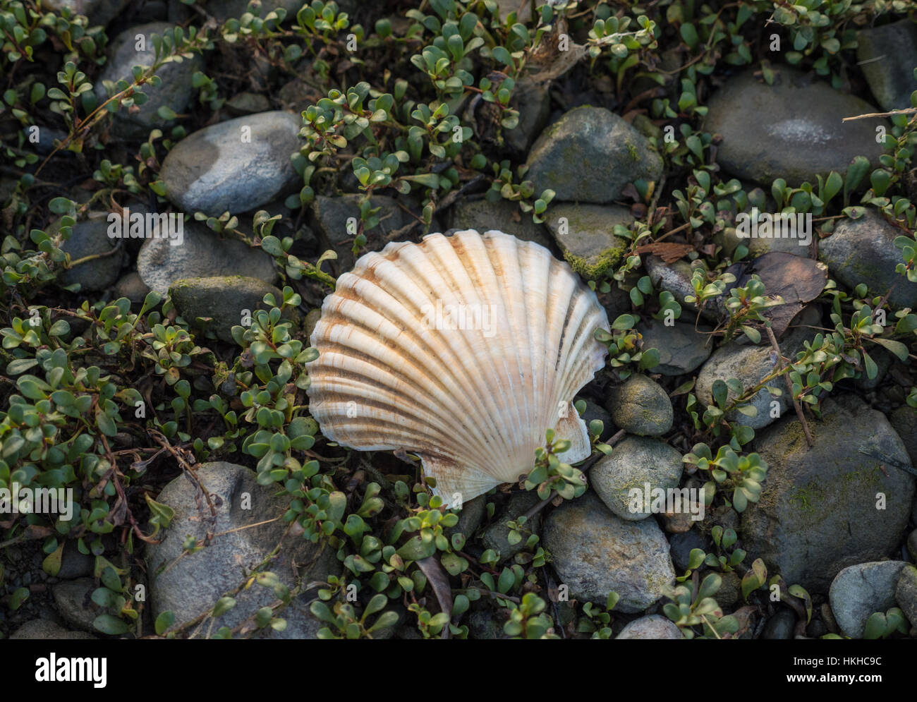 Scallop shells on sea shore, Pelorus Sound, Havelock, South Island, New ...