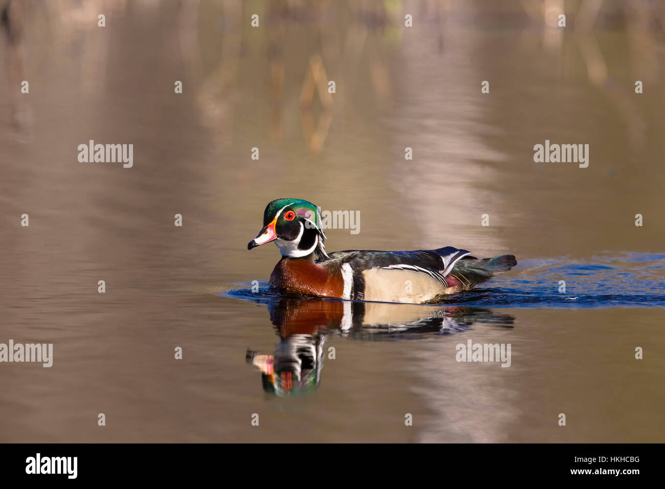 Drake Wood Duck Stock Photo - Alamy