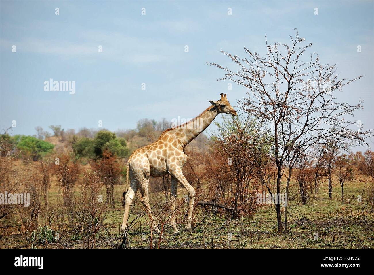 Magnificent African giraffe with long neck Stock Photo - Alamy