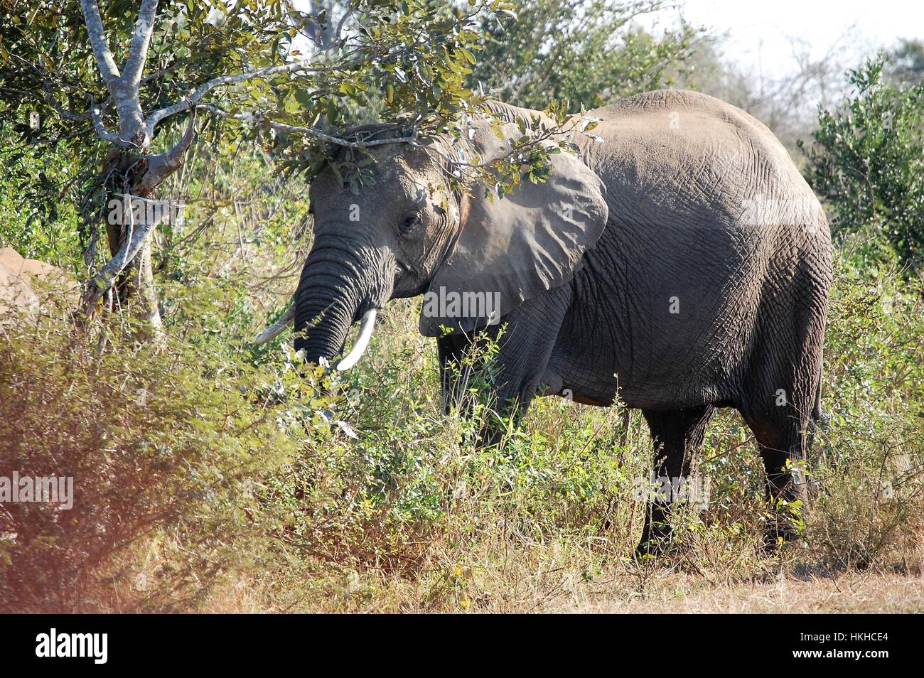 A large grey african elephant just after wading Stock Photo - Alamy