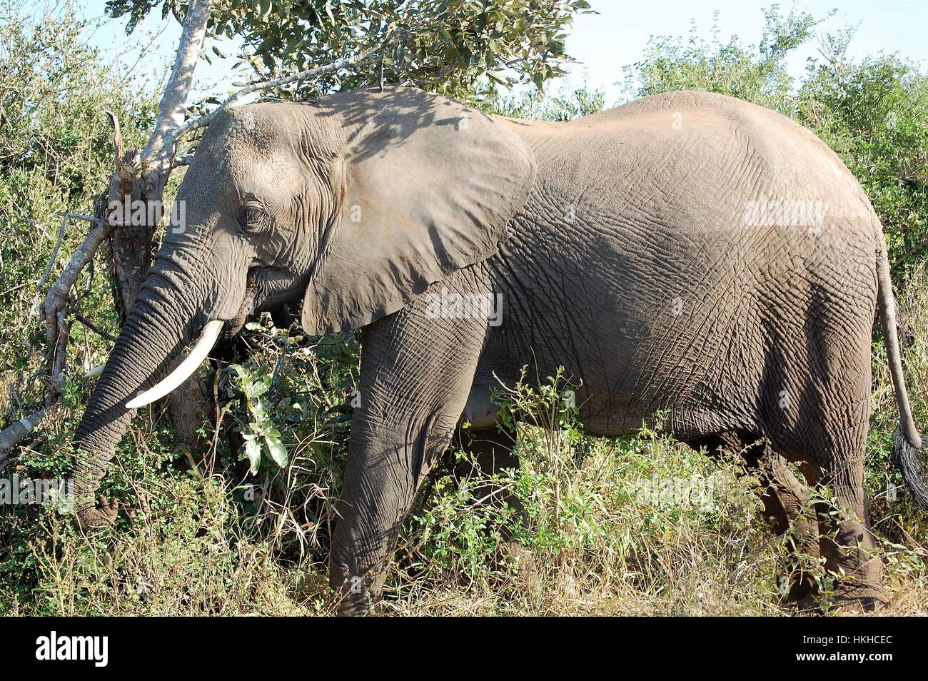A large grey african elephant just after wading Stock Photo - Alamy