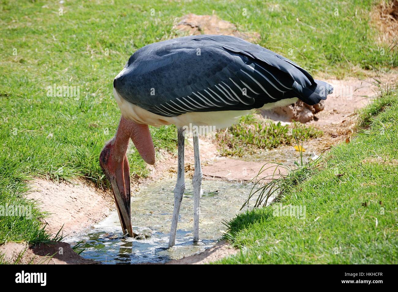 Large wading Marabou Stork undertaker bird with beak in water Stock ...