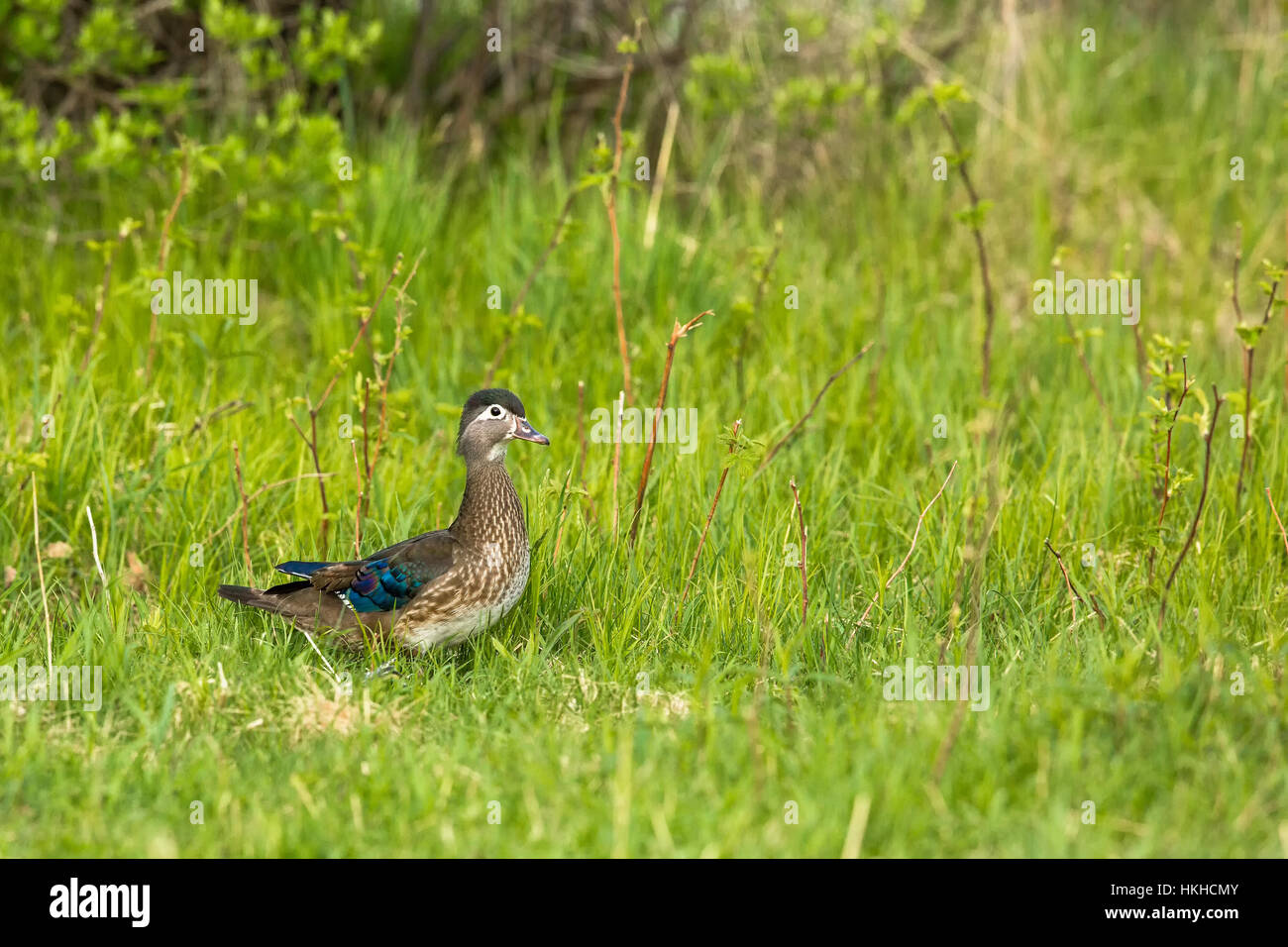 Wood Duck - Hen Stock Photo - Alamy