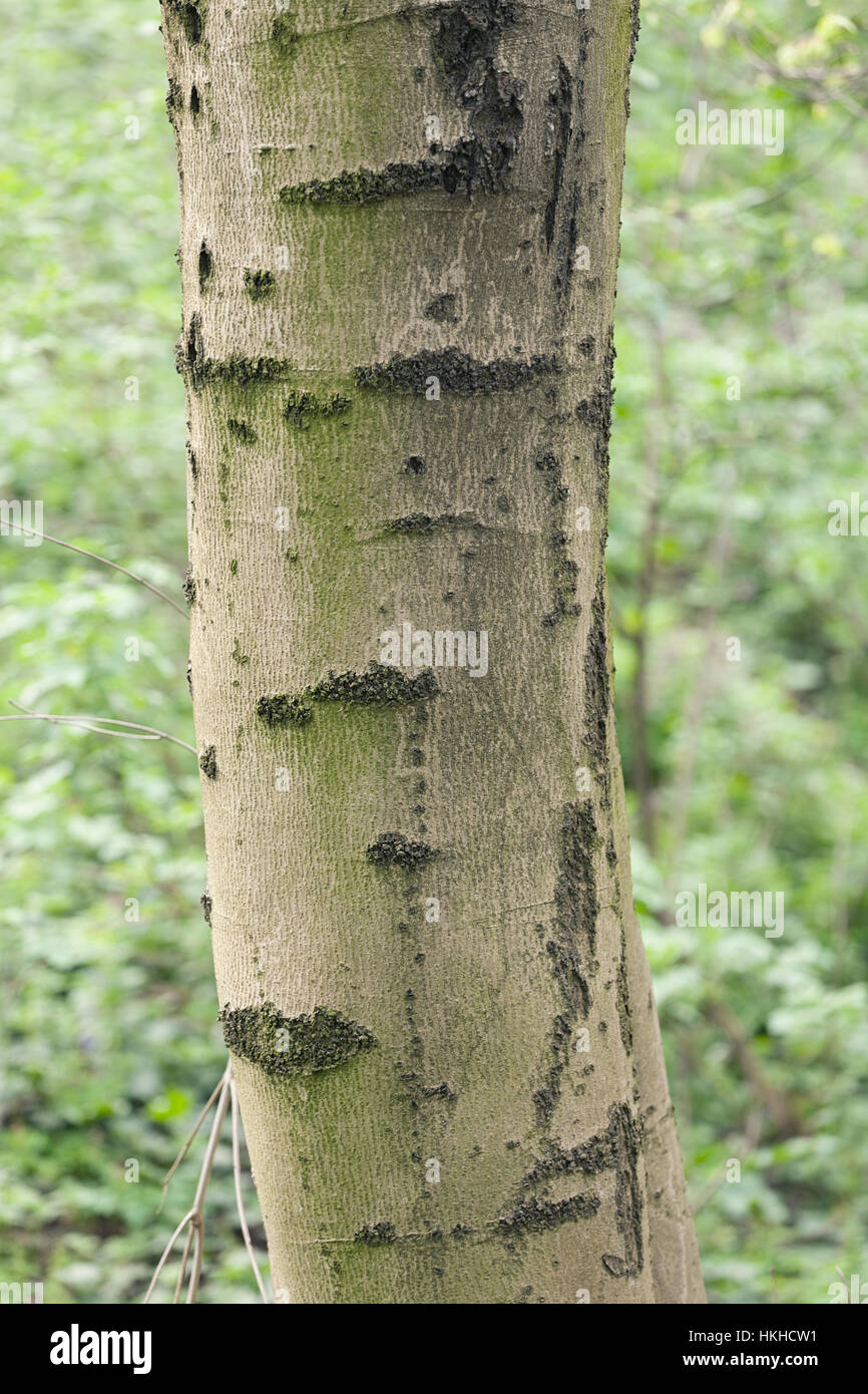 tree bark in nature, note shallow depth of field Stock Photo - Alamy