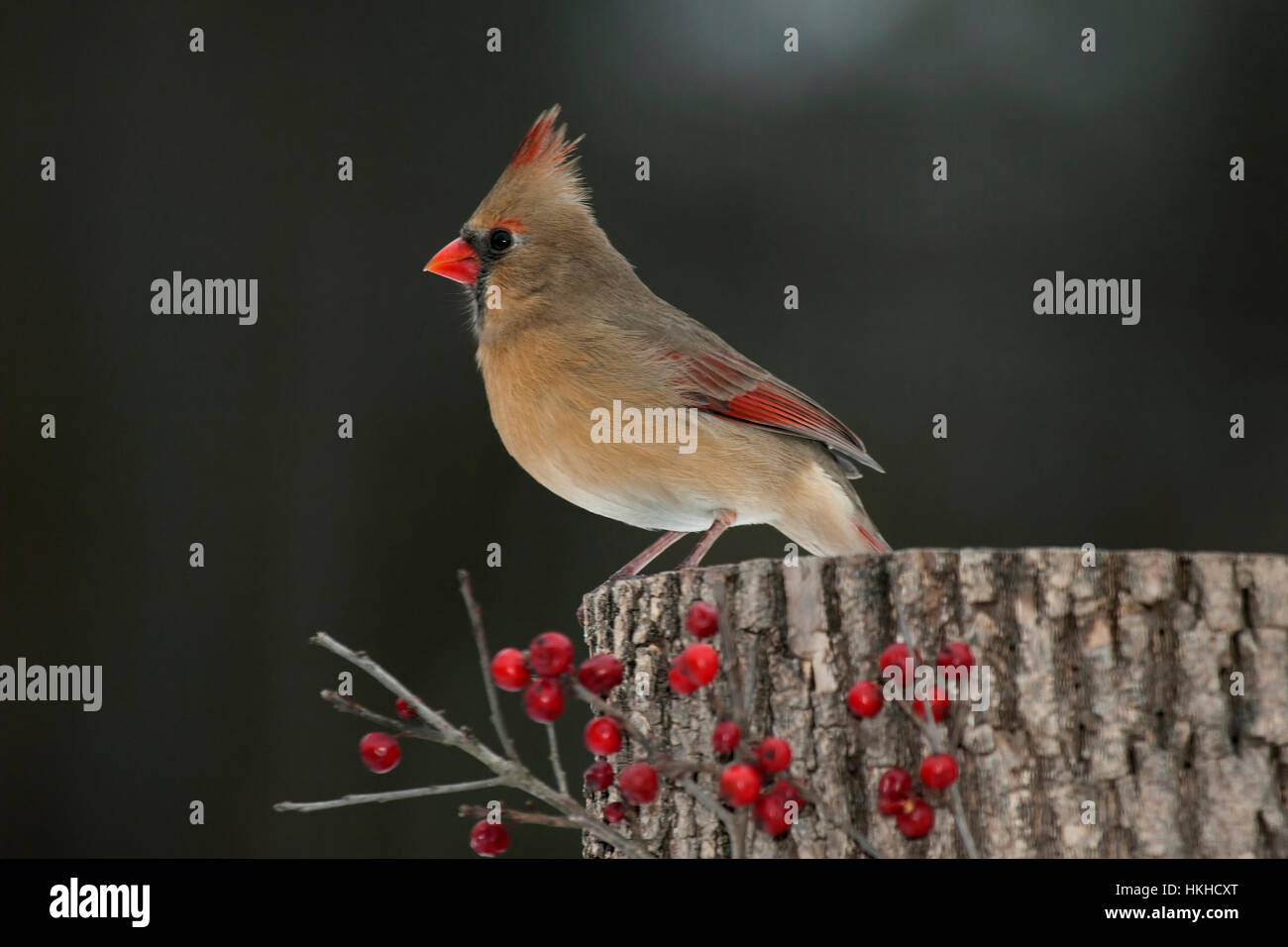 Cardinal and winterberry hi-res stock photography and images - Alamy