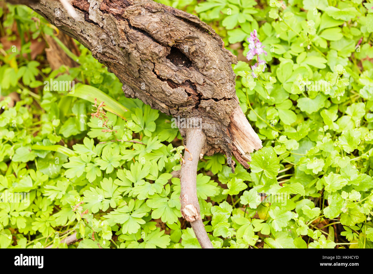 broken branch of tree with plants and moss in nature, note shallow ...