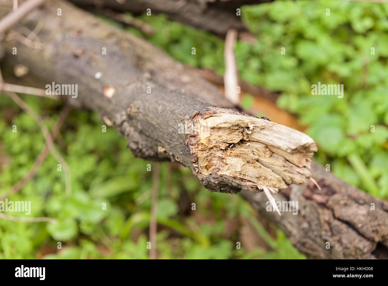 broken branch of tree with plants and moss in nature, note shallow ...