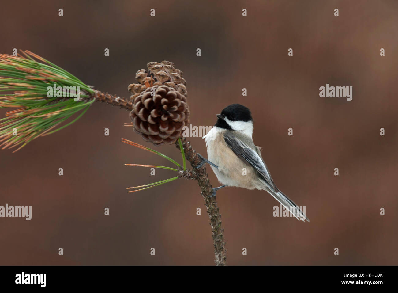 Chickadee on pine branch hi-res stock photography and images - Alamy