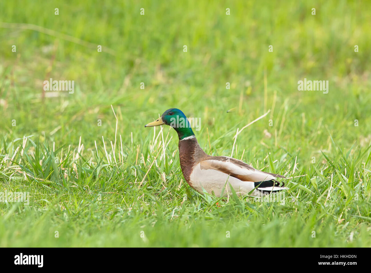 Mallard - Drake Stock Photo - Alamy