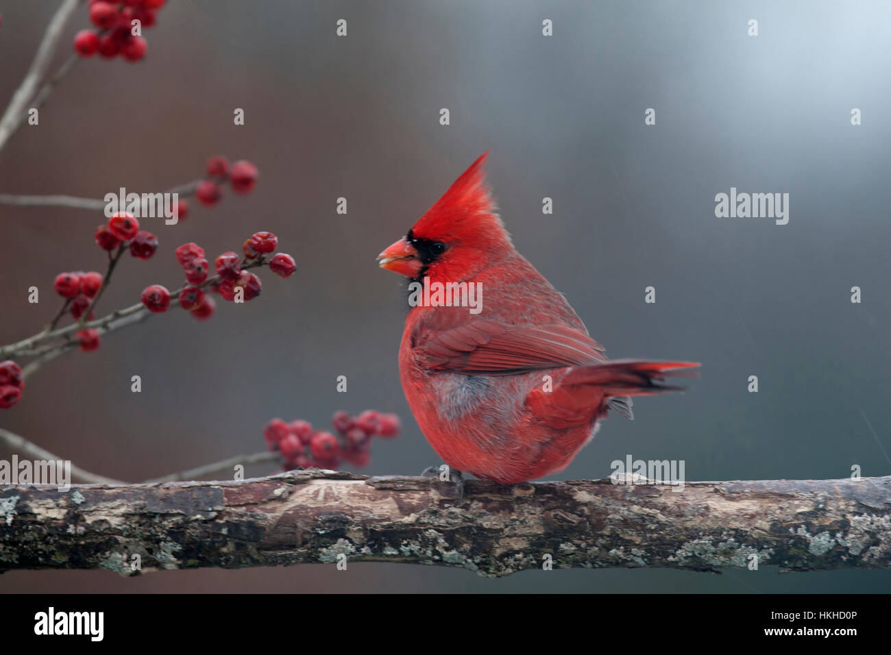 Cardinal in winterberry hi-res stock photography and images - Alamy
