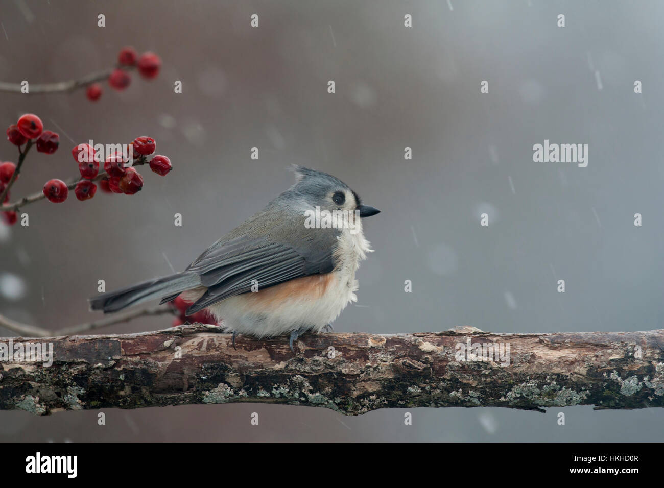 Tufted titmouse in winter Stock Photo - Alamy