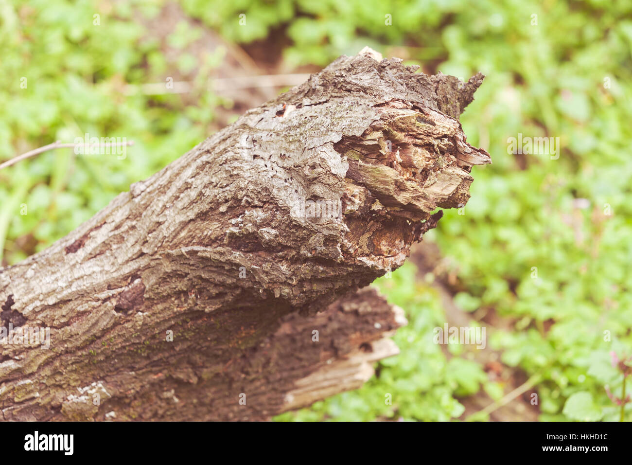 broken branch of tree with plants and moss in nature, note shallow ...