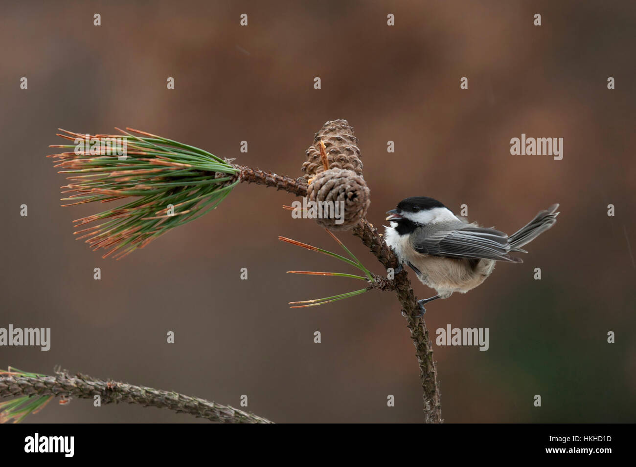 Chickadee On Pine Branch High Resolution Stock Photography and Images ...