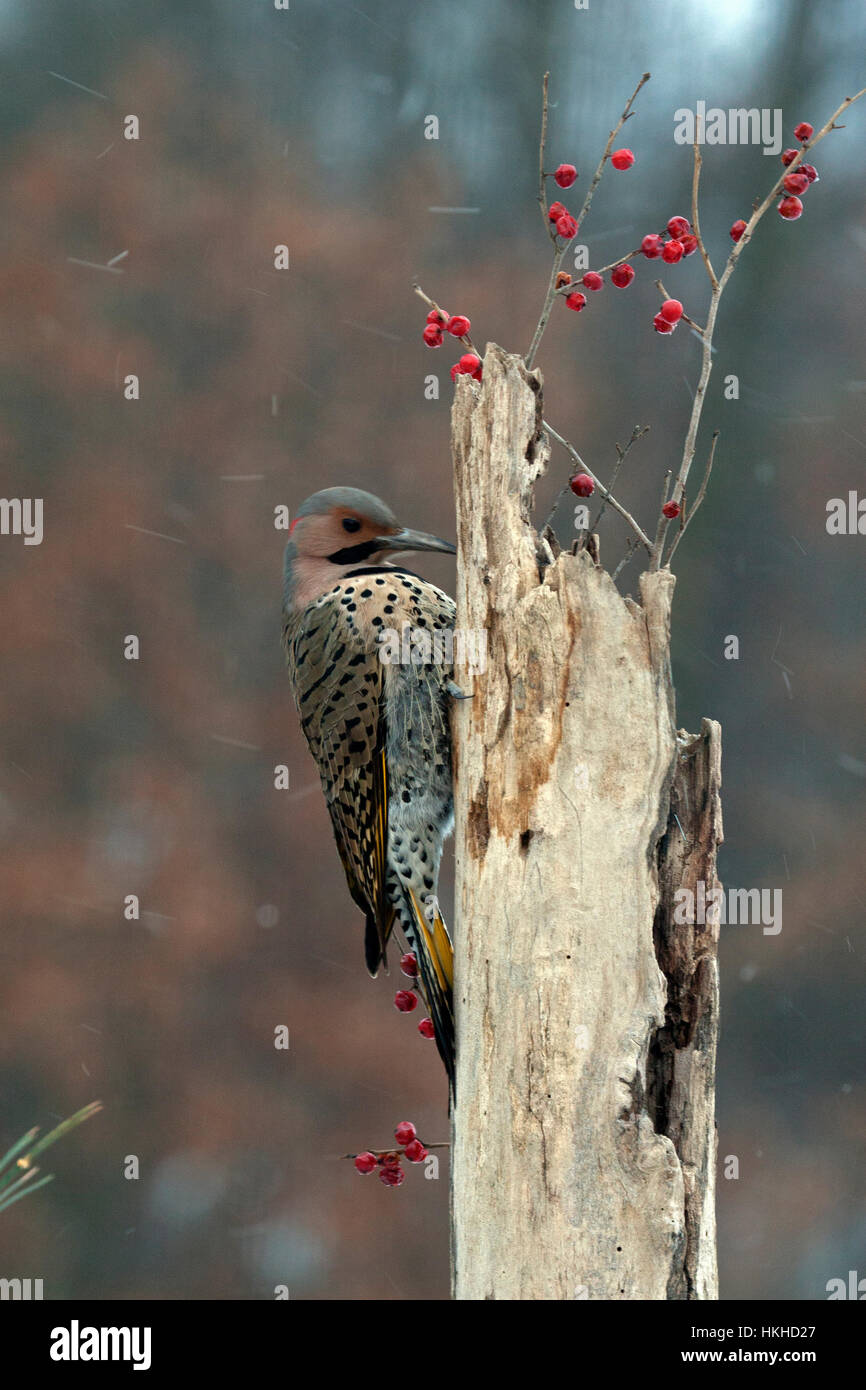 Flicker on dead tree stump hi-res stock photography and images - Alamy