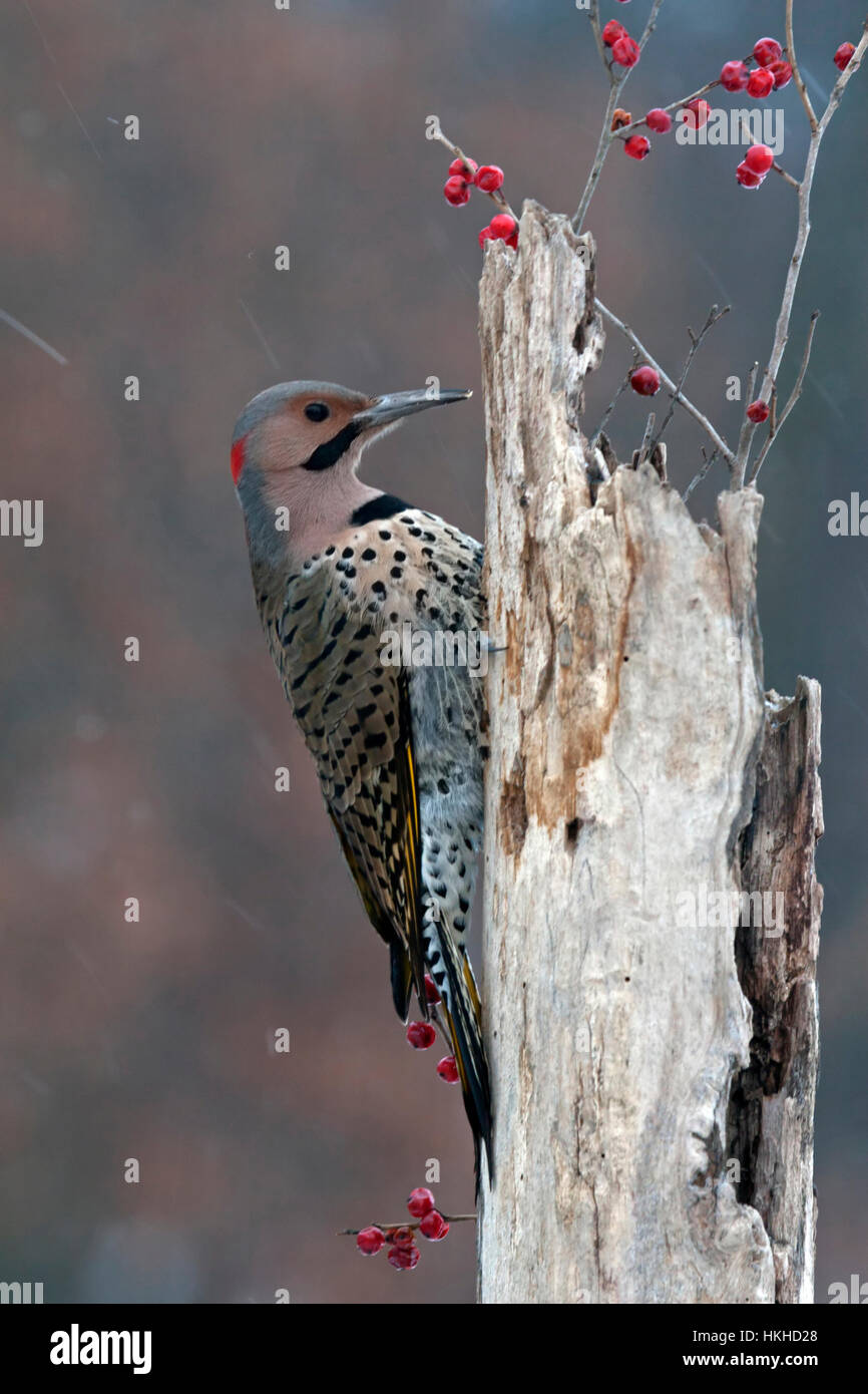 Flicker on dead tree stump hi-res stock photography and images - Alamy
