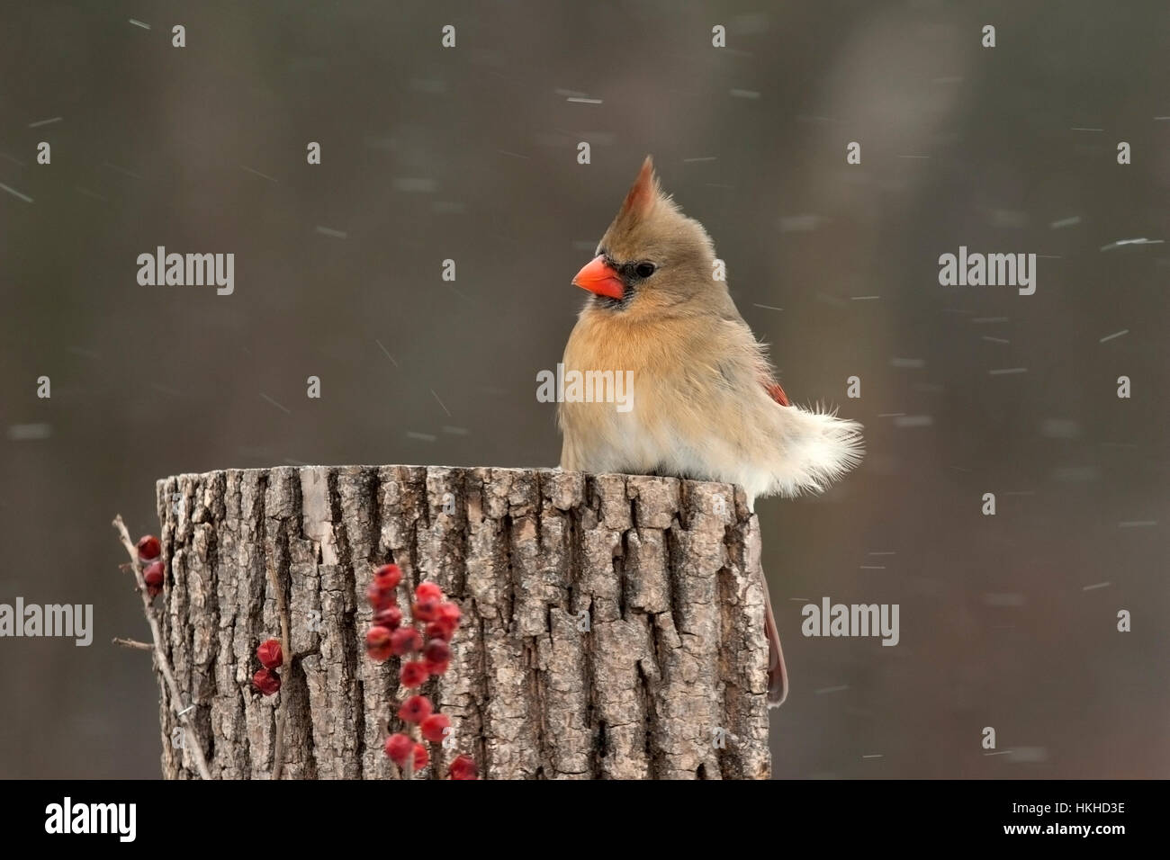 Cardinal in winterberry hi-res stock photography and images - Alamy