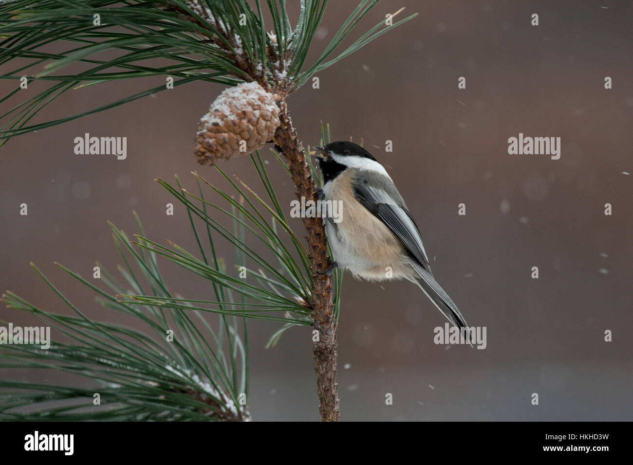 Chickadee in pine tree Stock Photo - Alamy