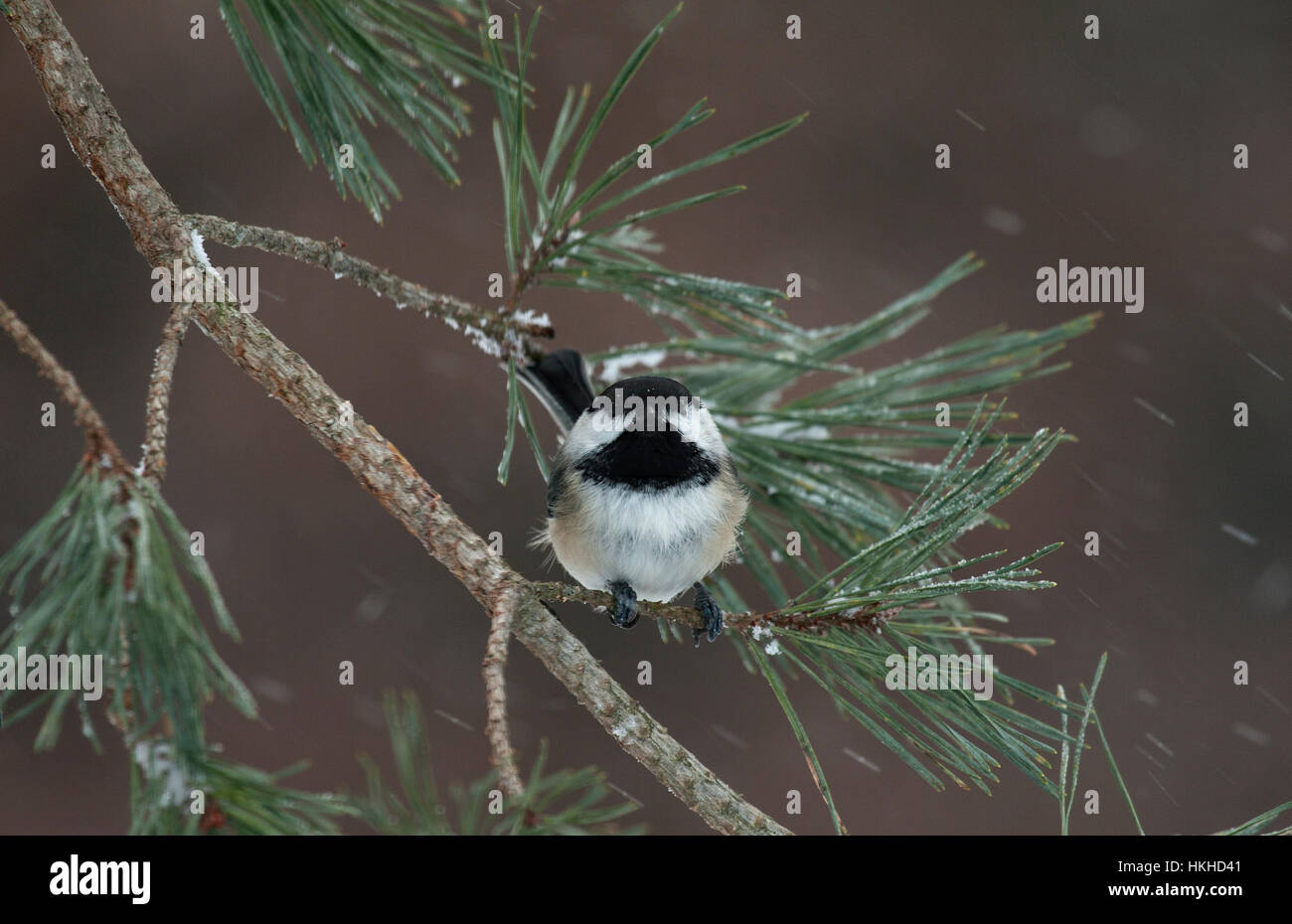 Chickadee on pine branch hi-res stock photography and images - Alamy