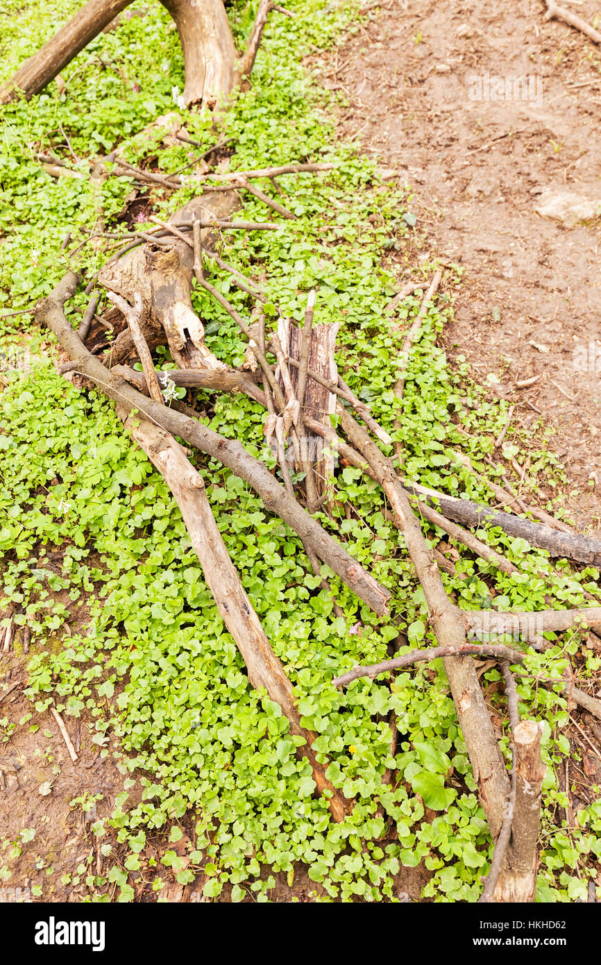 broken branch of tree with plants and moss in nature, note shallow ...