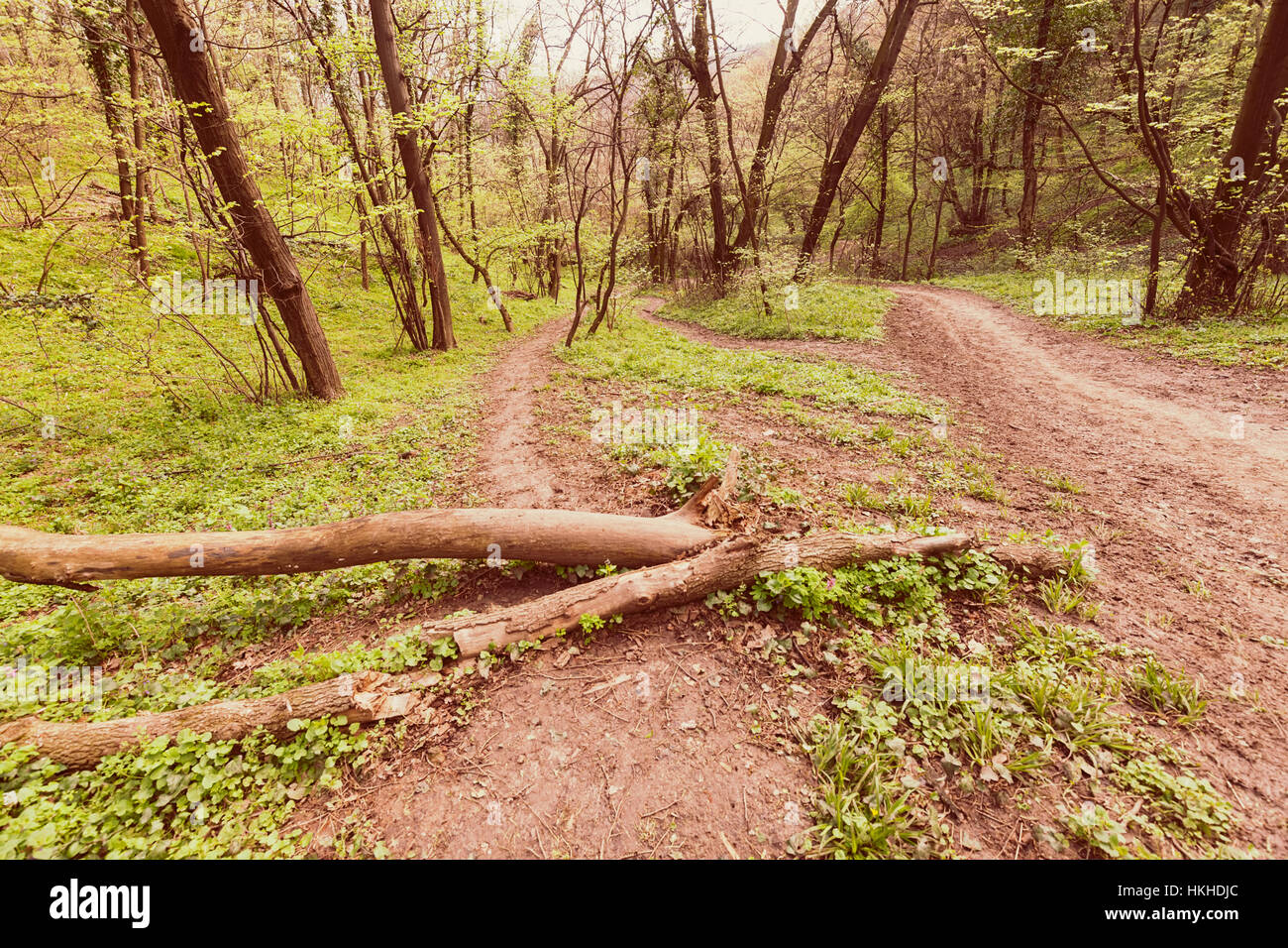 path through the green forest in the spring, note shallow depth of ...
