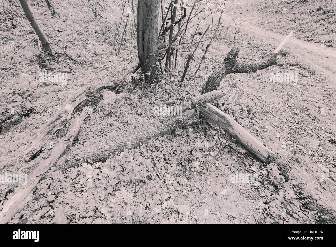 broken branch of tree with plants and moss in nature, note shallow ...