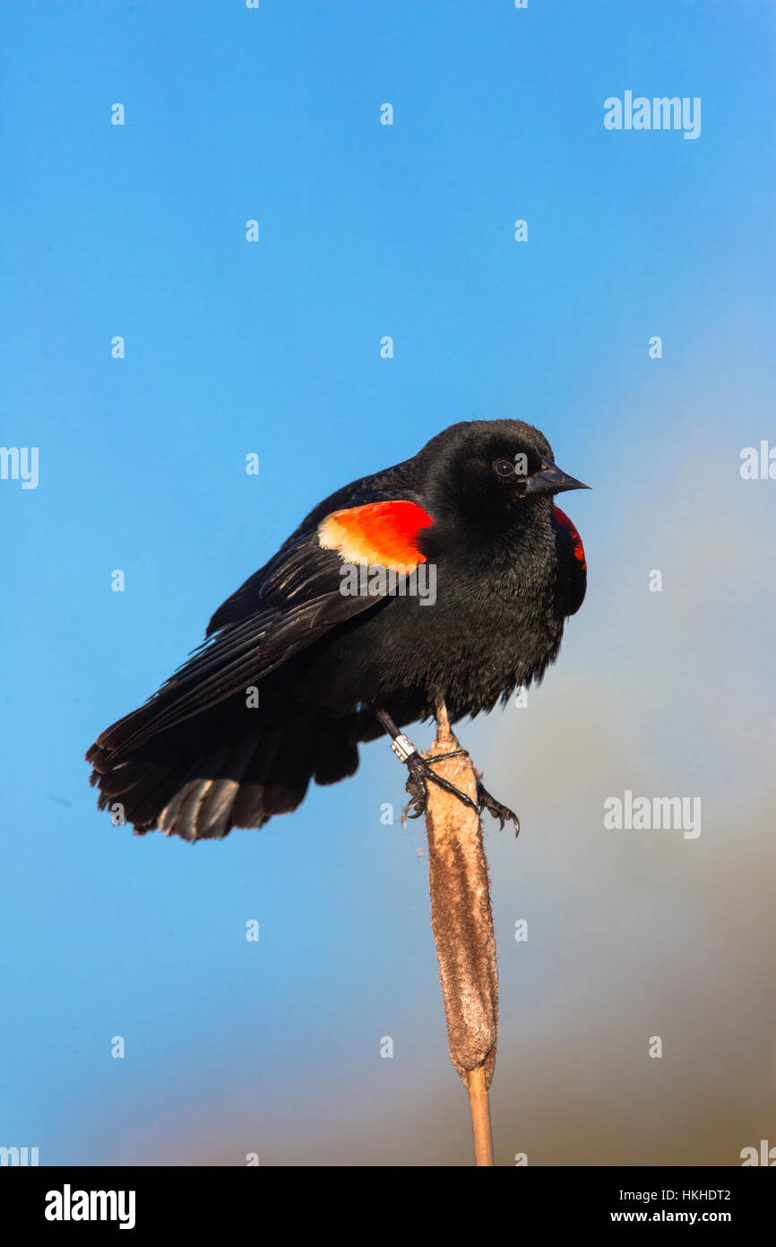 Red-winged blackbird - male Stock Photo - Alamy
