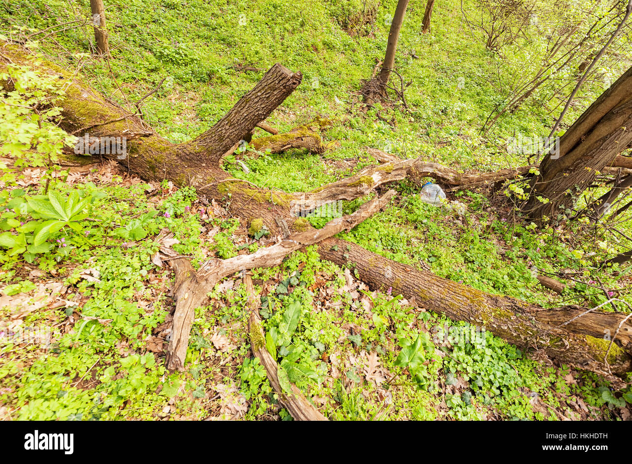 broken branch of tree with plants and moss in nature, note shallow ...