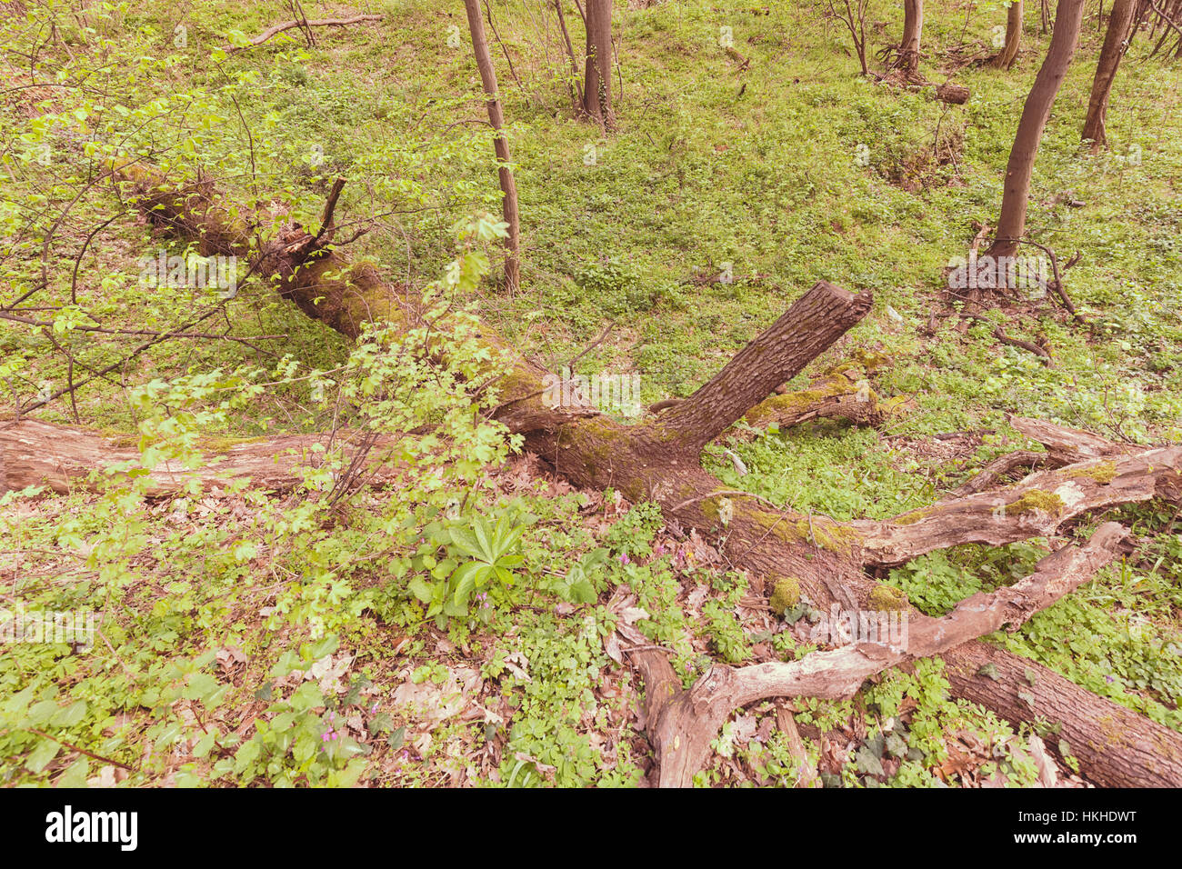 broken branch of tree with plants and moss in nature, note shallow ...