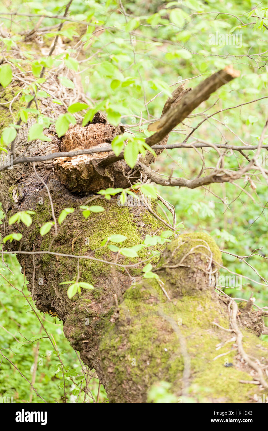 broken branch of tree with plants and moss in nature, note shallow ...
