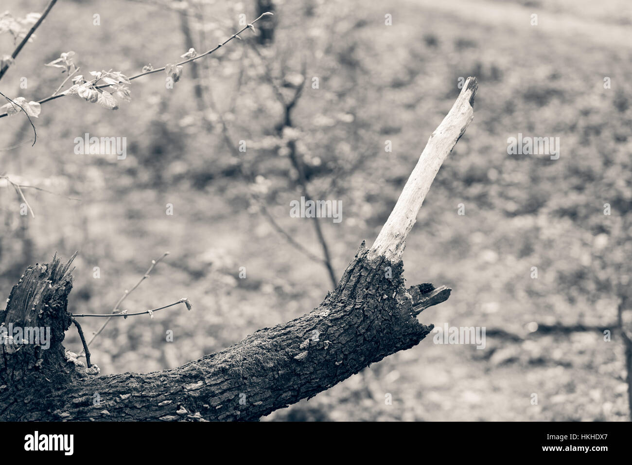 broken branch of tree with plants and moss in nature, note shallow ...