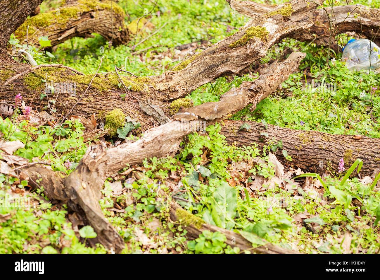 broken branch of tree with plants and moss in nature, note shallow ...