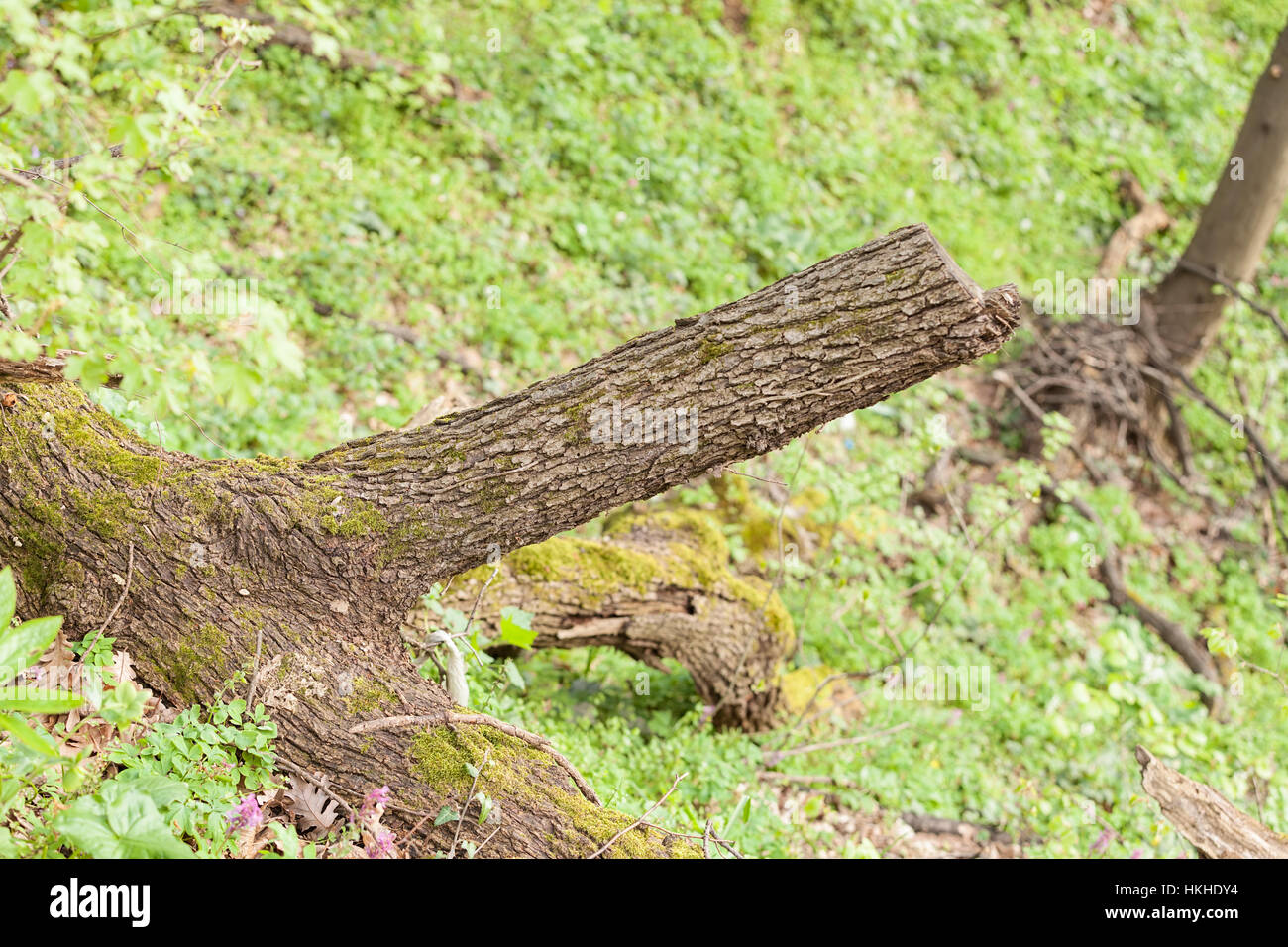 broken branch of tree with plants and moss in nature, note shallow ...