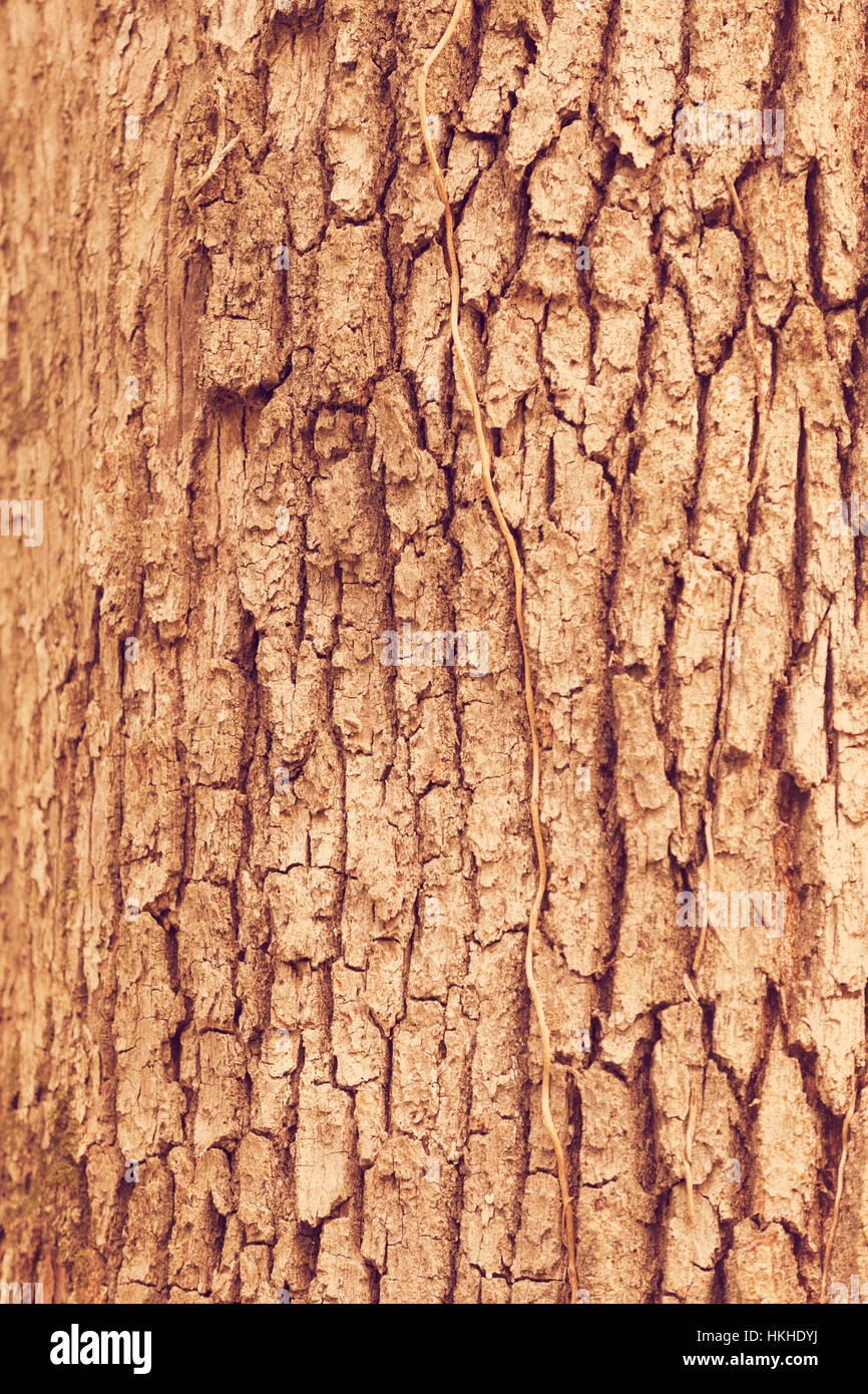 tree bark in nature, note shallow depth of field Stock Photo - Alamy