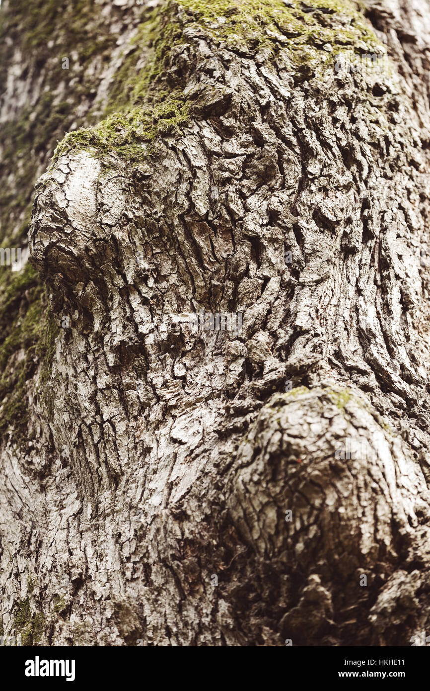 tree bark in nature, note shallow depth of field Stock Photo - Alamy