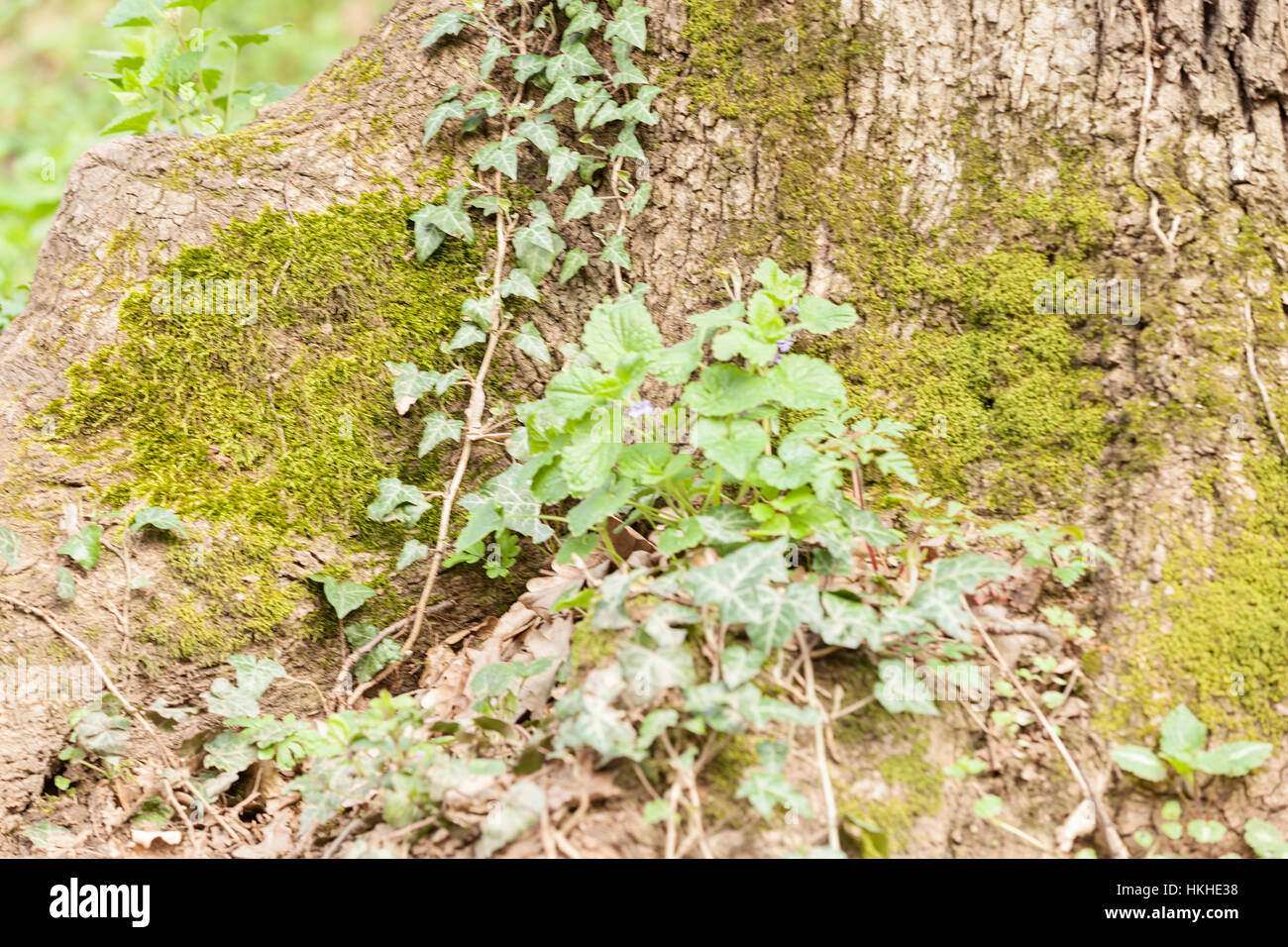 wild tree-creeper and moss on the tree in nature, note shallow depth of ...