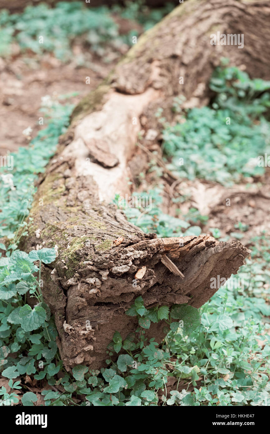 broken branch of tree with plants and moss in nature, note shallow ...